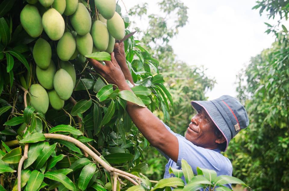 The best Mangoes in Cambodia - Kirirom Food Production